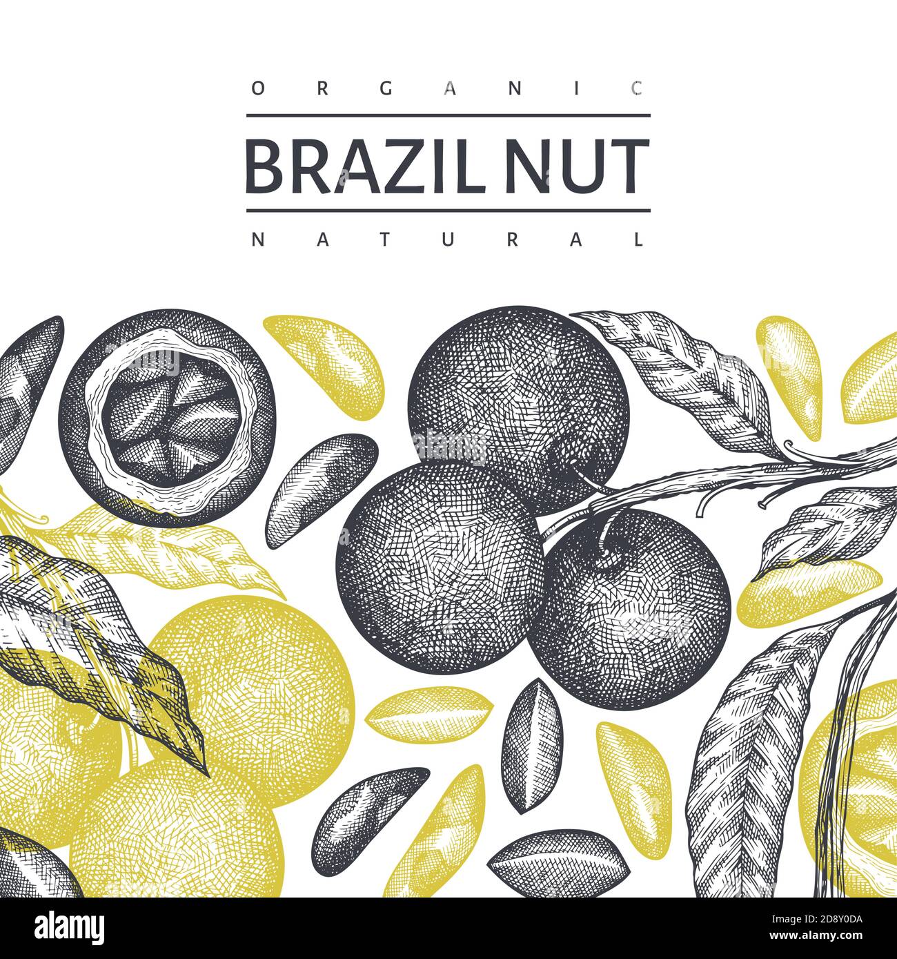 Brazilian nut tree Stock Vector Images - Alamy