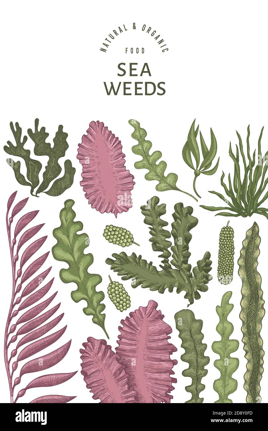 Seaweed design template. Hand drawn vector seaweeds illustration ...