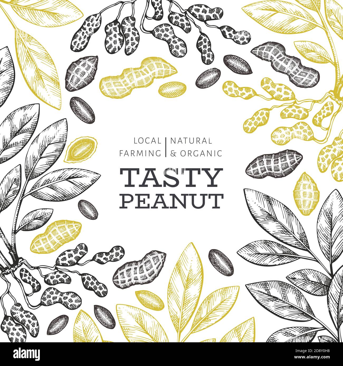 Hand drawn peanut branch and kernels design template. Organic food ...