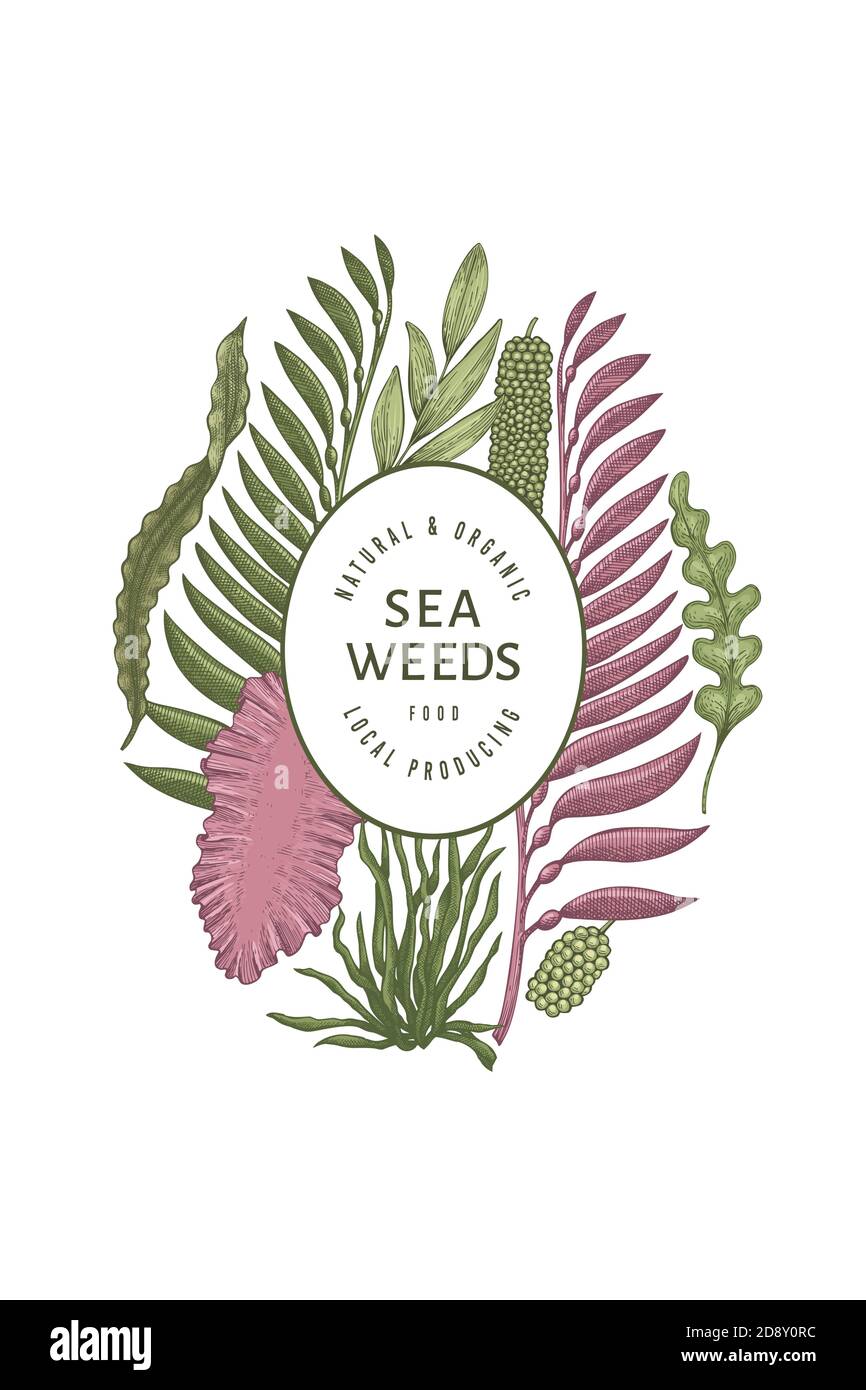 Seaweed design template. Hand drawn vector seaweeds illustration ...