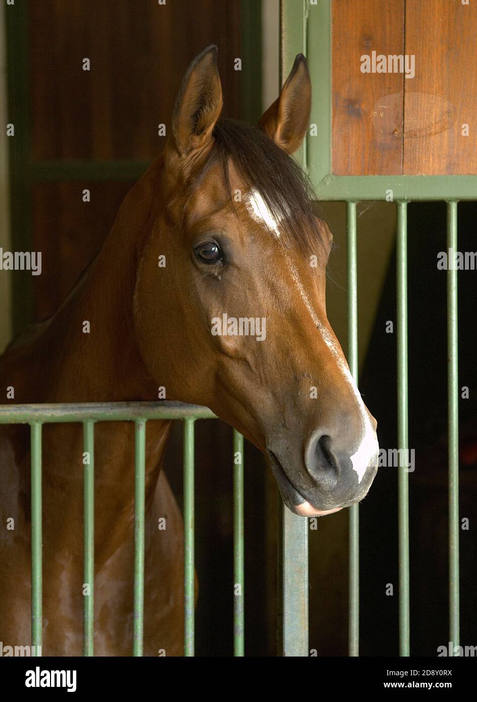 horses in the stable in a riding horses Stock Photo - Alamy