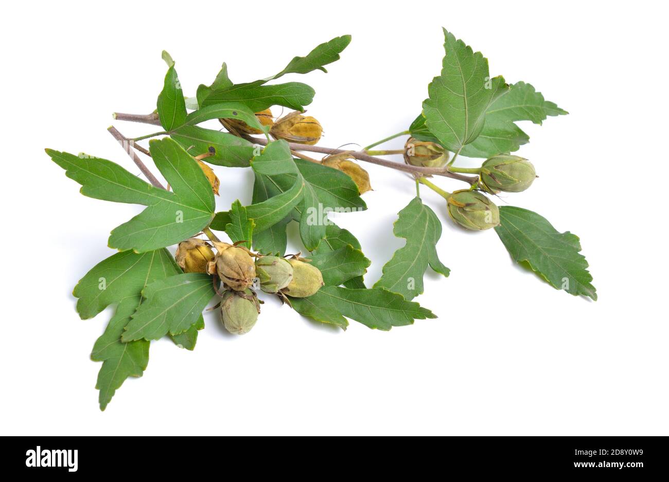 Hibiscus syriacus. Common names Korean rose, rose of Sharon, Syrian ...