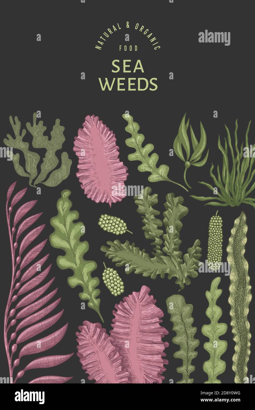 Seaweed design template. Hand drawn vector seaweeds illustration ...