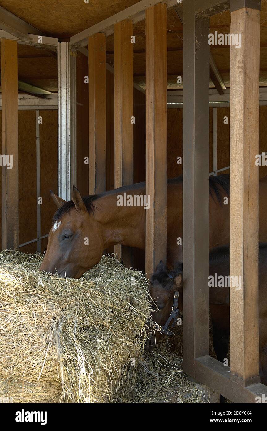 horses in the stable eating the fodder Stock Photo - Alamy