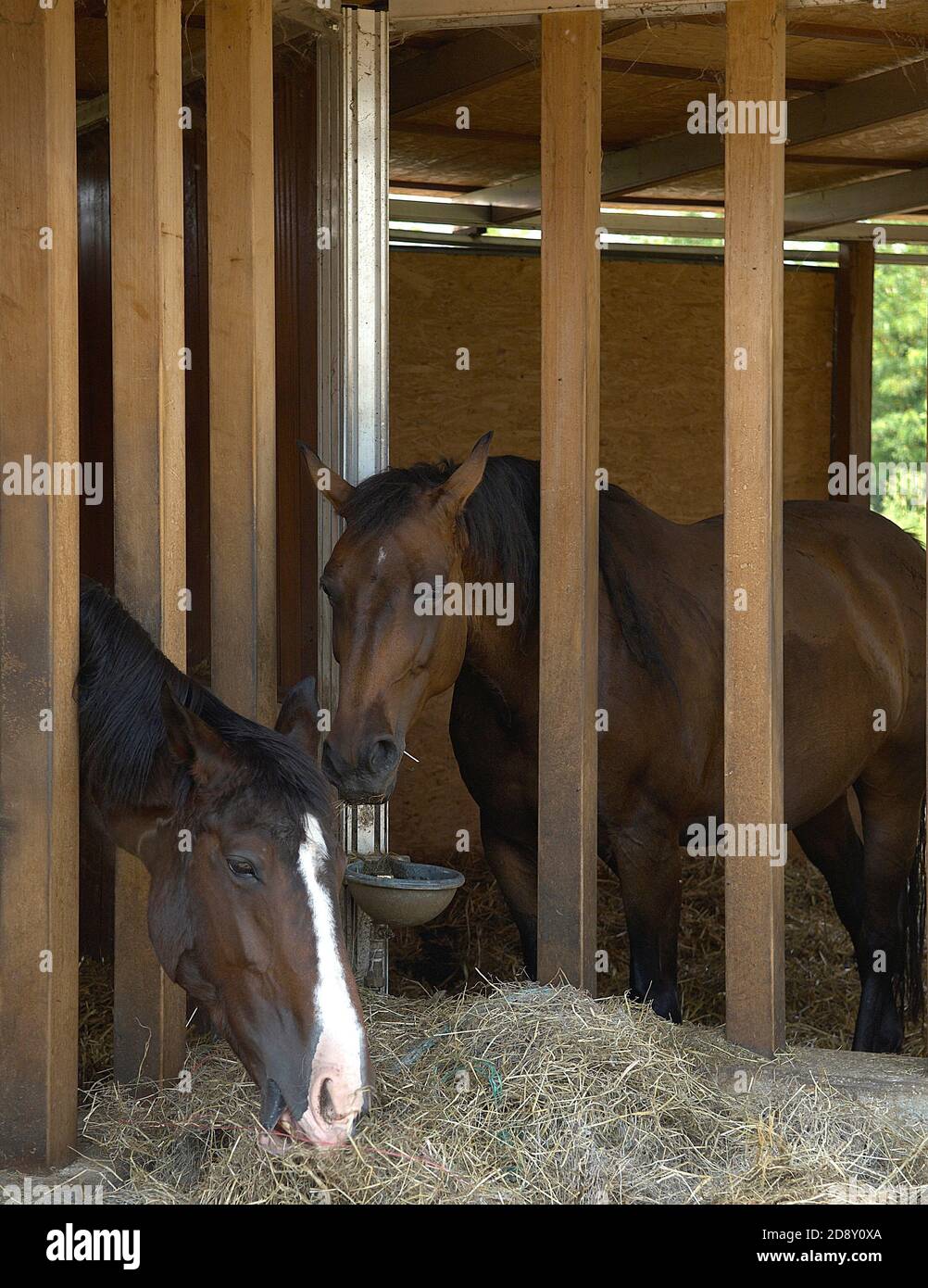 horses in the stable eating the fodder Stock Photo - Alamy