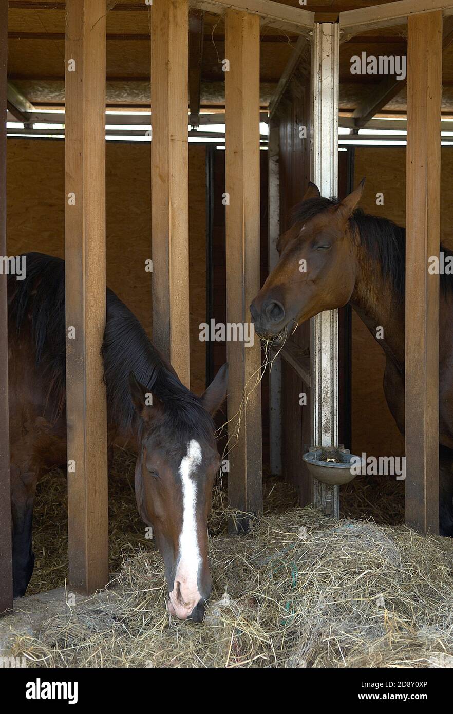 horses in the stable eating the fodder Stock Photo - Alamy