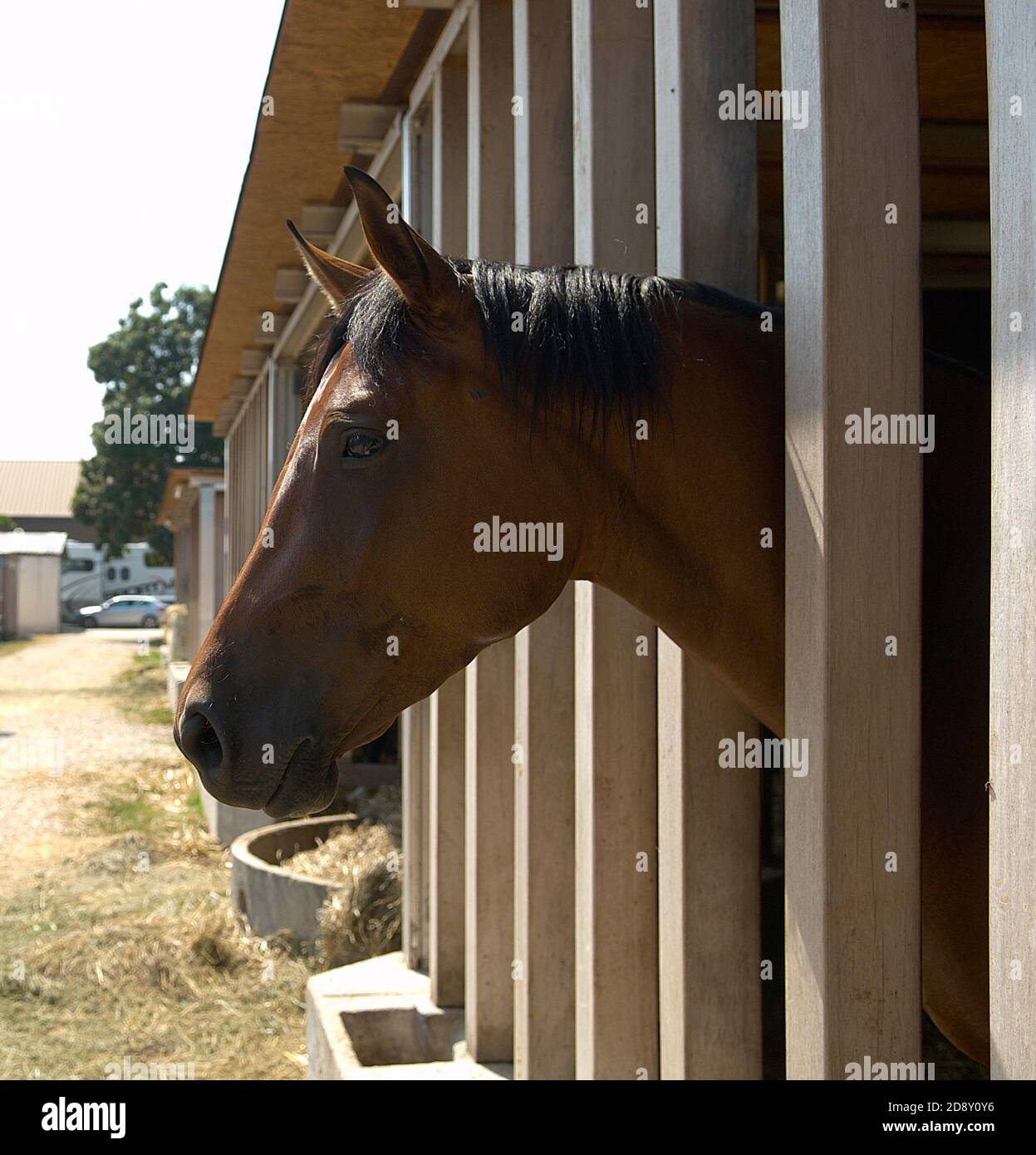 a horse in the stable Stock Photo - Alamy