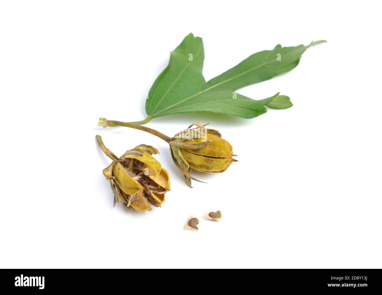 Rose sharon flower common Cut Out Stock Images & Pictures - Alamy