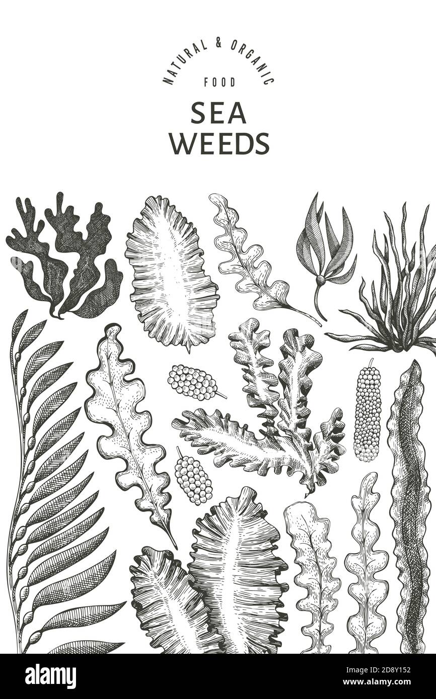Seaweed design template. Hand drawn vector seaweeds illustration ...