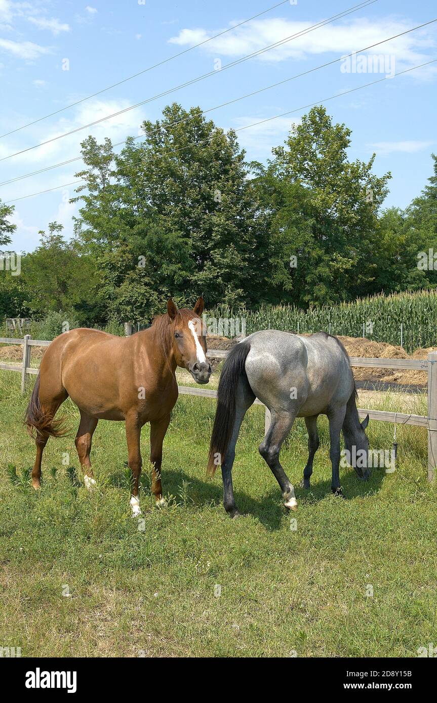 two horses in a fence Stock Photo - Alamy