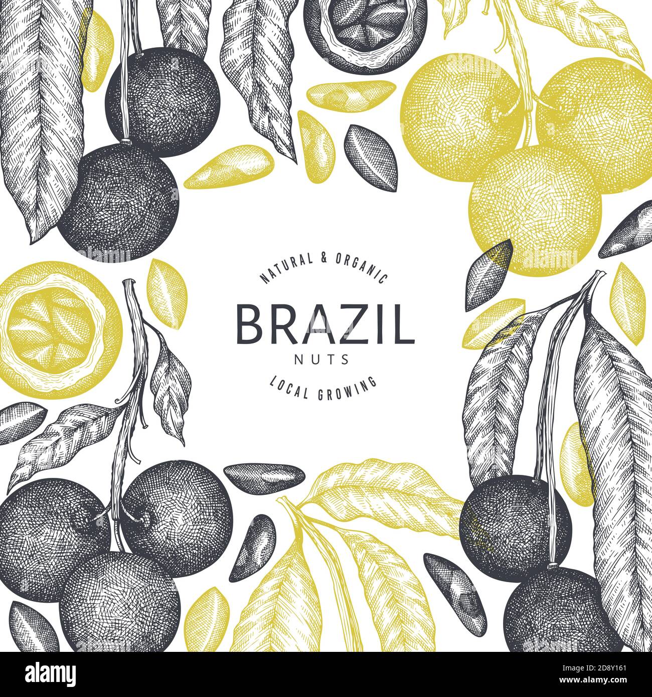 Brazilian nut tree Stock Vector Images - Alamy
