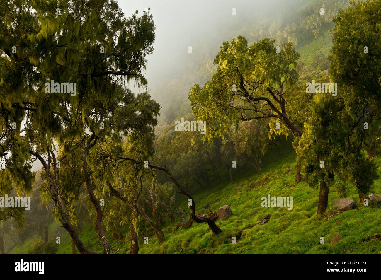 Parque Nacional Montañas Simien, Etiopia, Africa Stock Photo - Alamy
