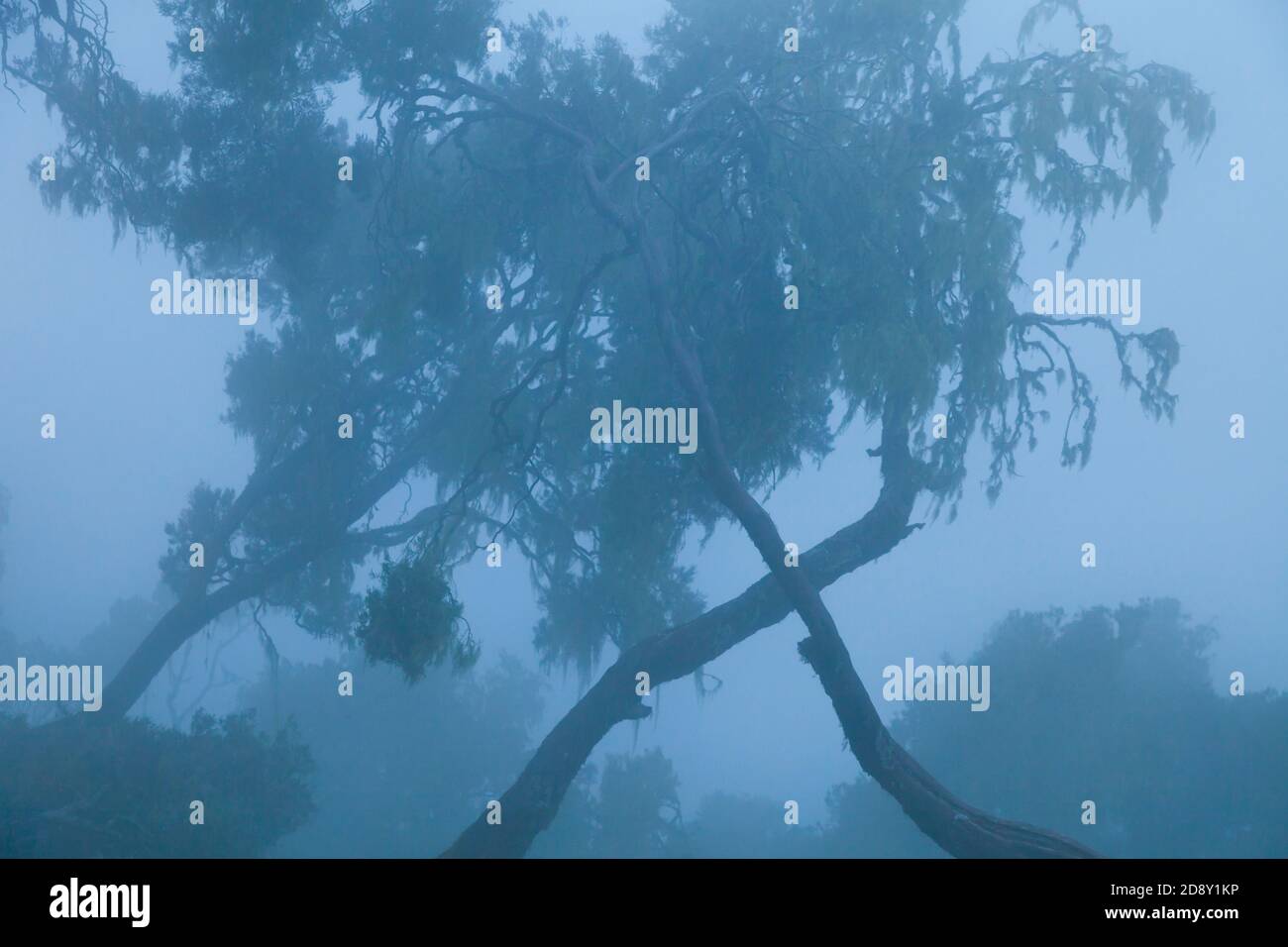 Parque Nacional Montañas Simien, Etiopia, Africa Stock Photo - Alamy