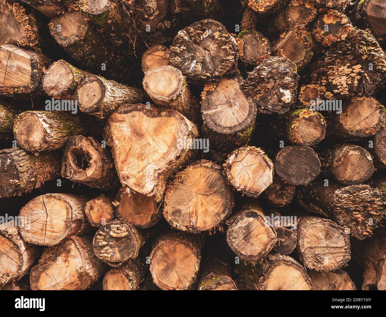 Oak timber horizontal hi-res stock photography and images - Alamy