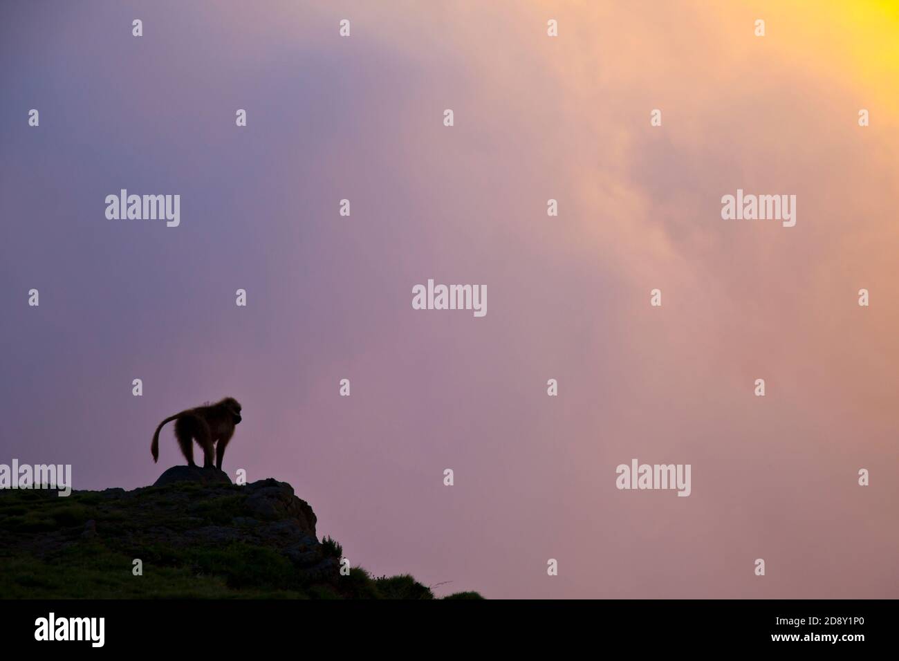 BABUINO GELADA - Gelada Baboon (Theropithecus gelada), Parque Nacional ...