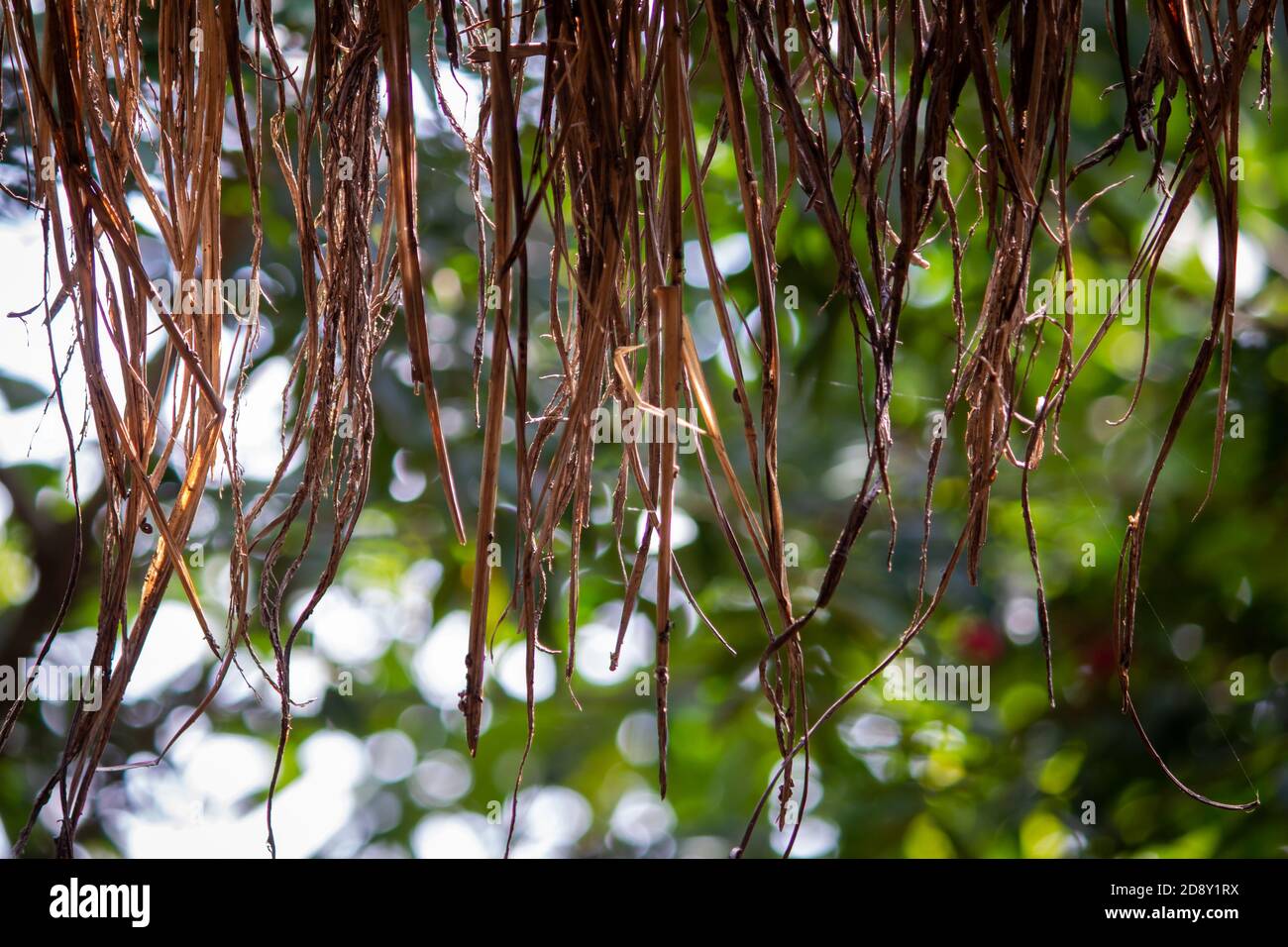 Straws hanging out of a thatched roof with beautiful green background ...