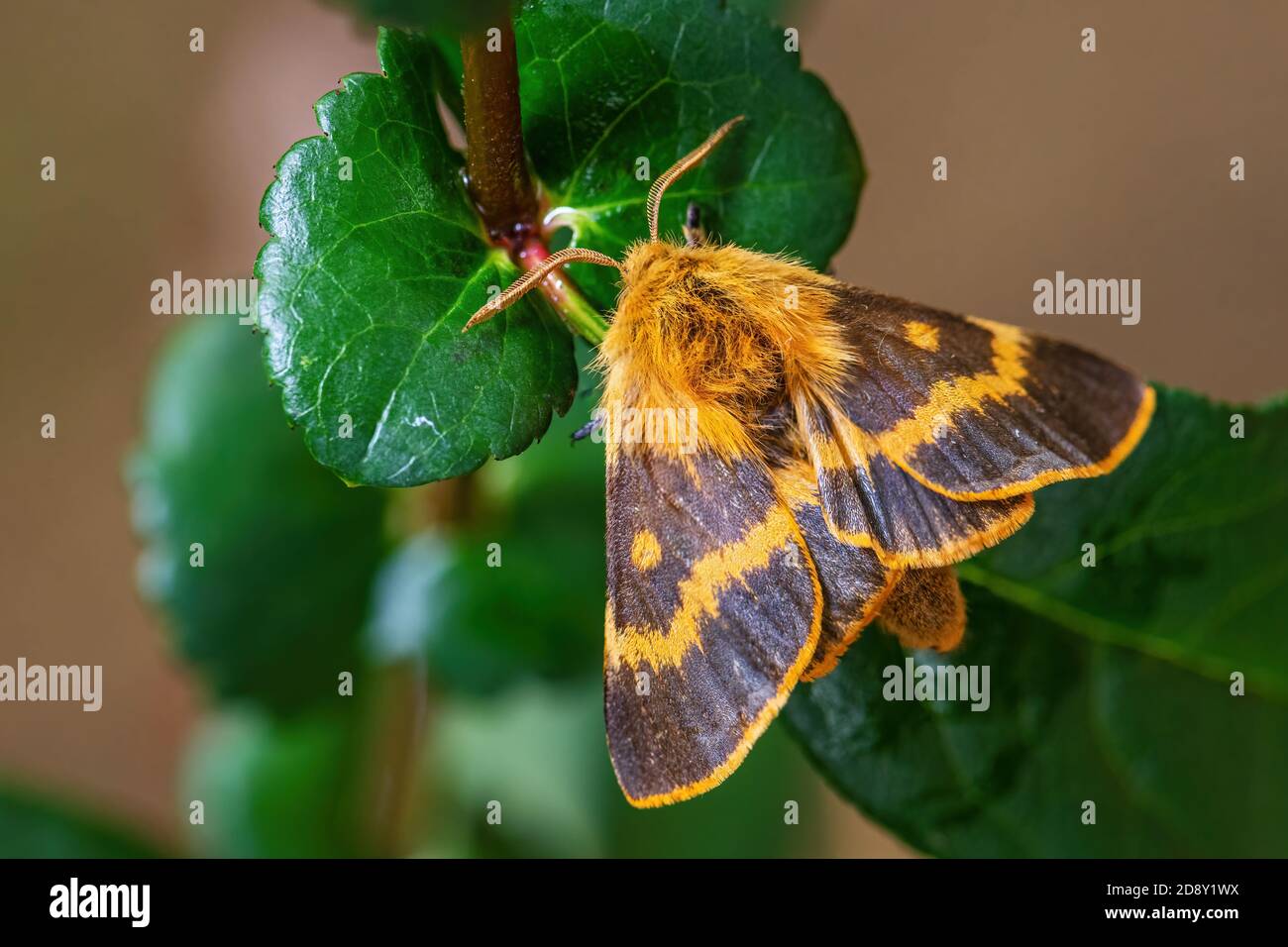 Lemonia dumi hi-res stock photography and images - Alamy