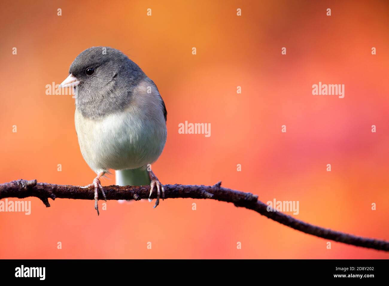 Female junco hi-res stock photography and images - Alamy