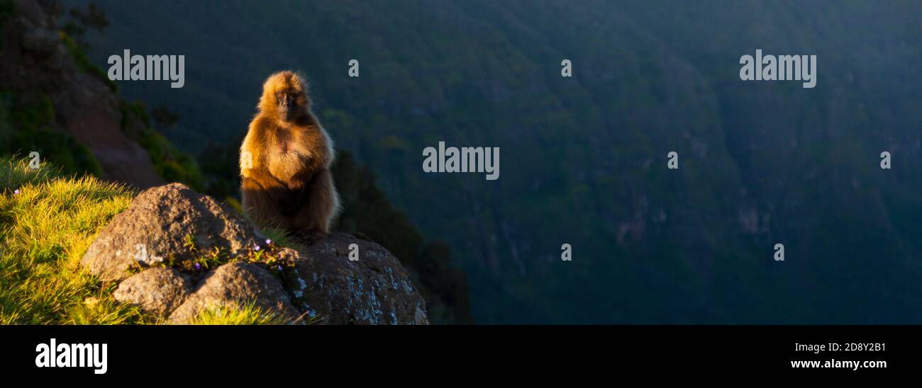 BABUINO GELADA - Gelada Baboon (Theropithecus gelada), Parque Nacional ...