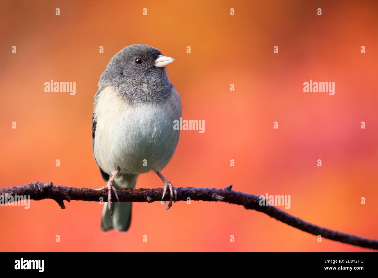 Female junco hi-res stock photography and images - Alamy