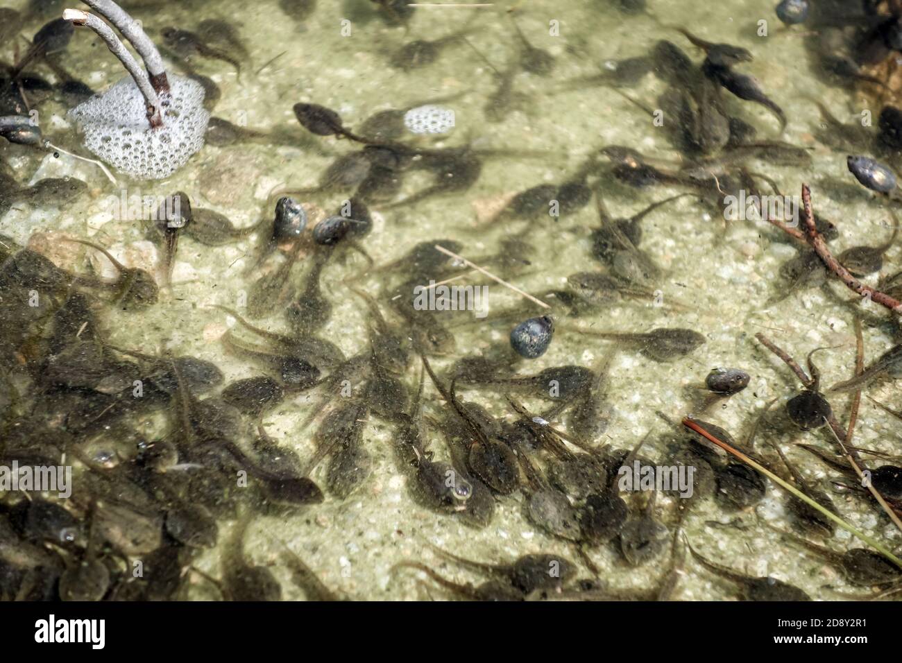 Tadpoles swimming underwater hi-res stock photography and images - Alamy