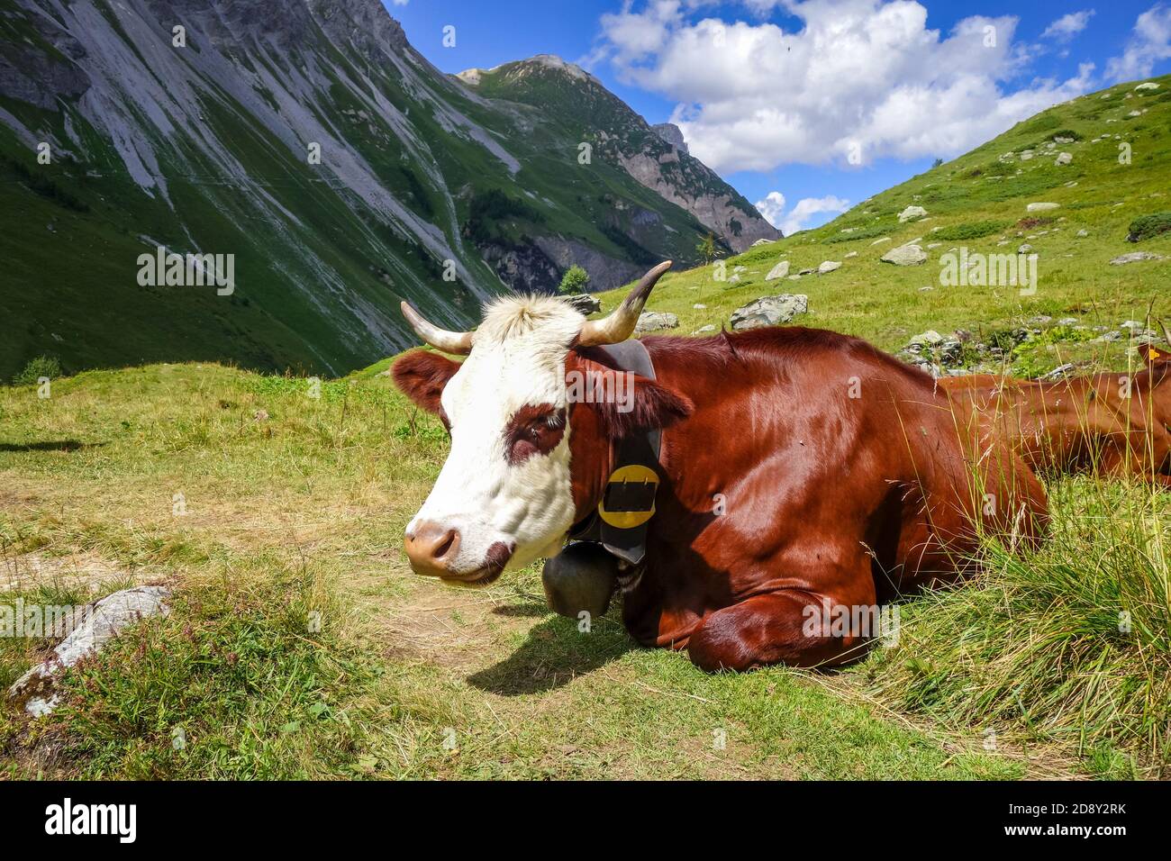Tarentaise cattle hi-res stock photography and images - Alamy