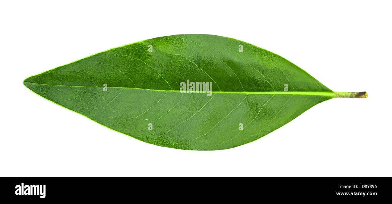 Spring Green leaf isolated on white background Stock Photo - Alamy