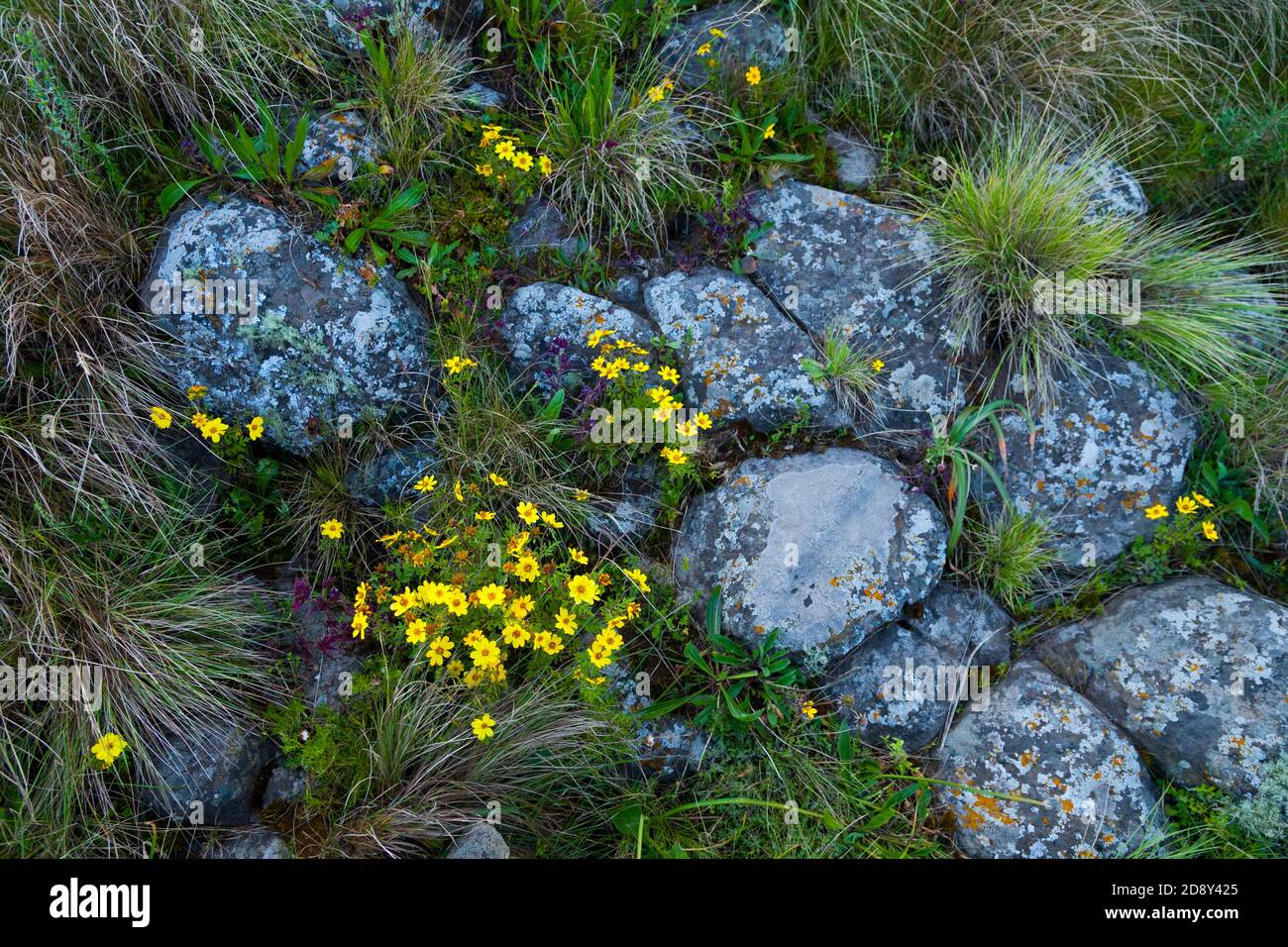 Parque Nacional Montañas Simien, Etiopia, Africa Stock Photo - Alamy