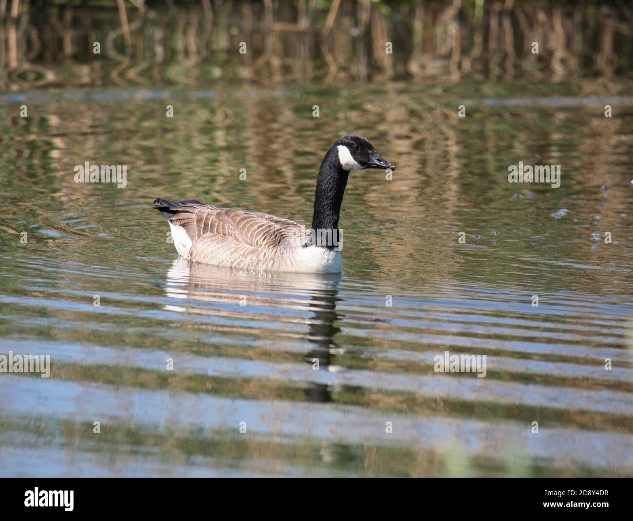 CANADA GOOSE Branta Canadensis Stock Photo - Alamy