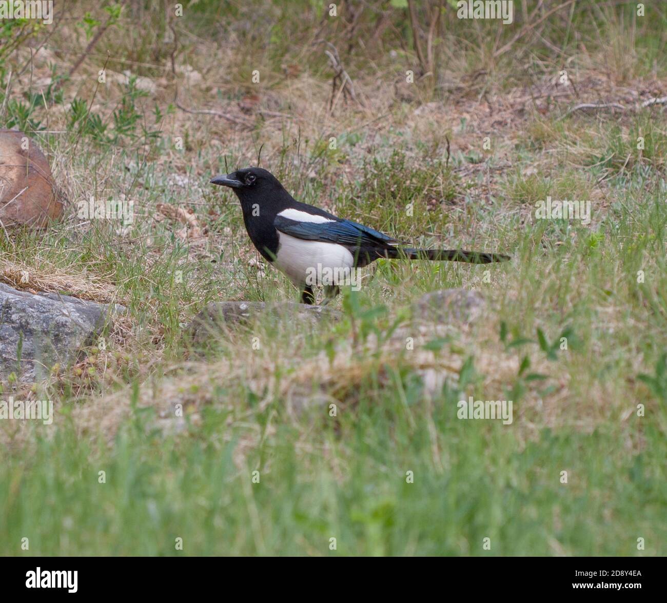 EURASIAN MAGPIE Pica Pica Stock Photo - Alamy