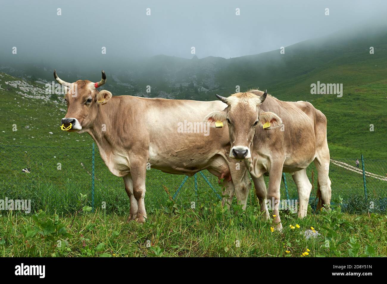 Monte Guglielmo (Bs),Italy, some dairy cows grazing Stock Photo - Alamy
