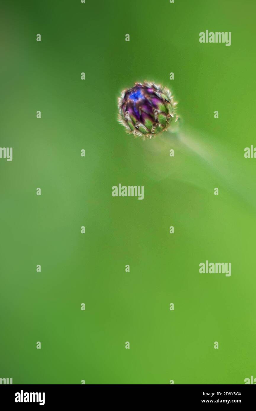 Cornflower bud hi-res stock photography and images - Alamy