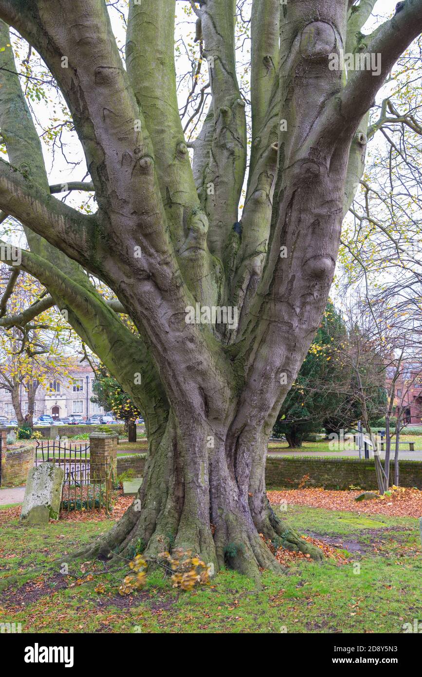 Lower trunk of a large beech tree growing in the graveyard of St ...