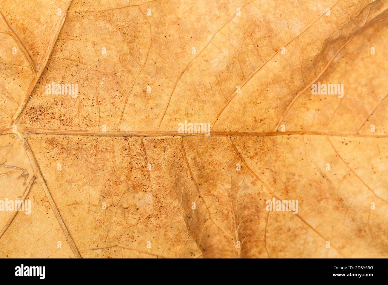 Texture of a dry leaf in a close up view Stock Photo - Alamy