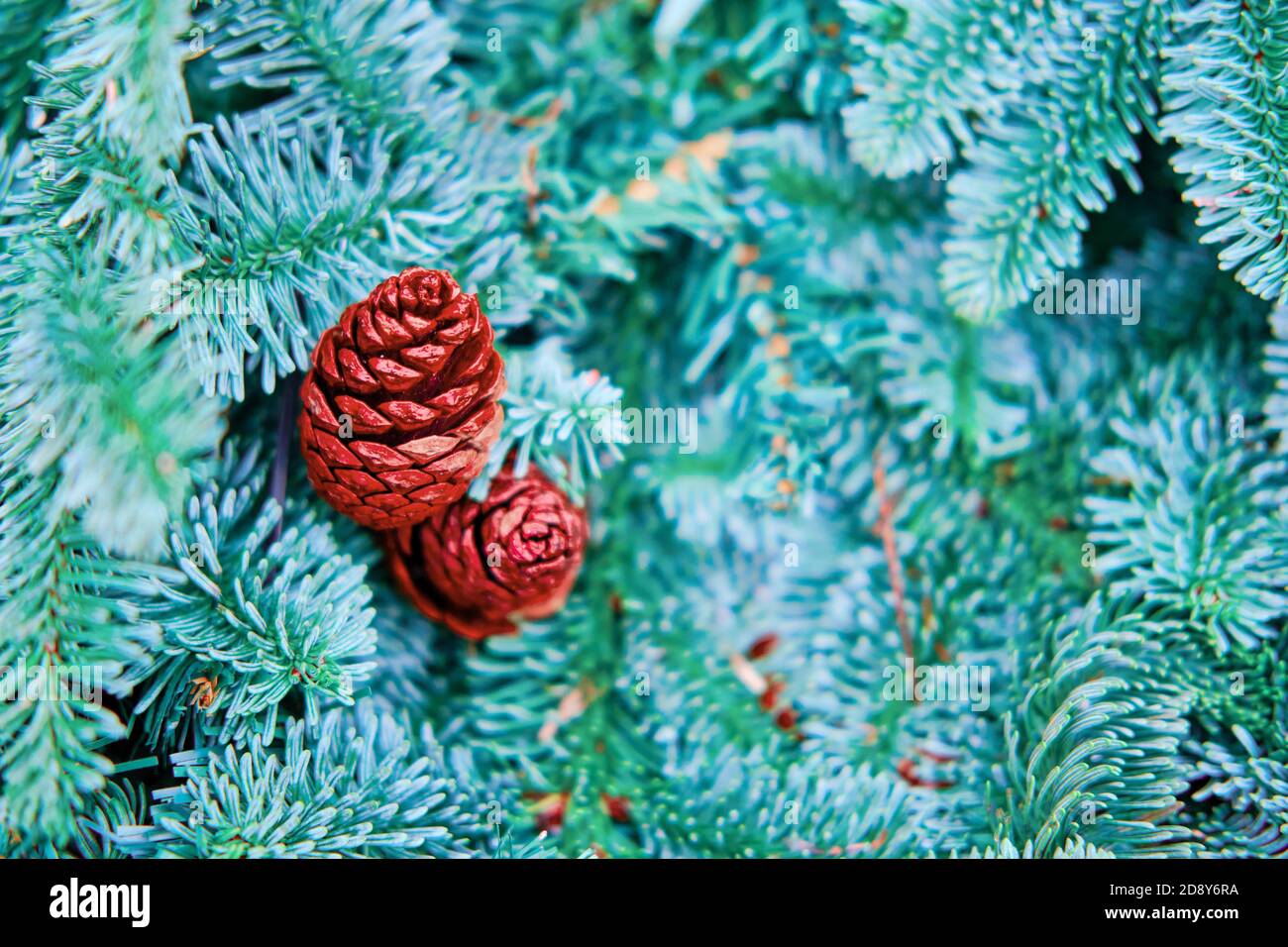 Blue spruce with small cones hi-res stock photography and images - Alamy