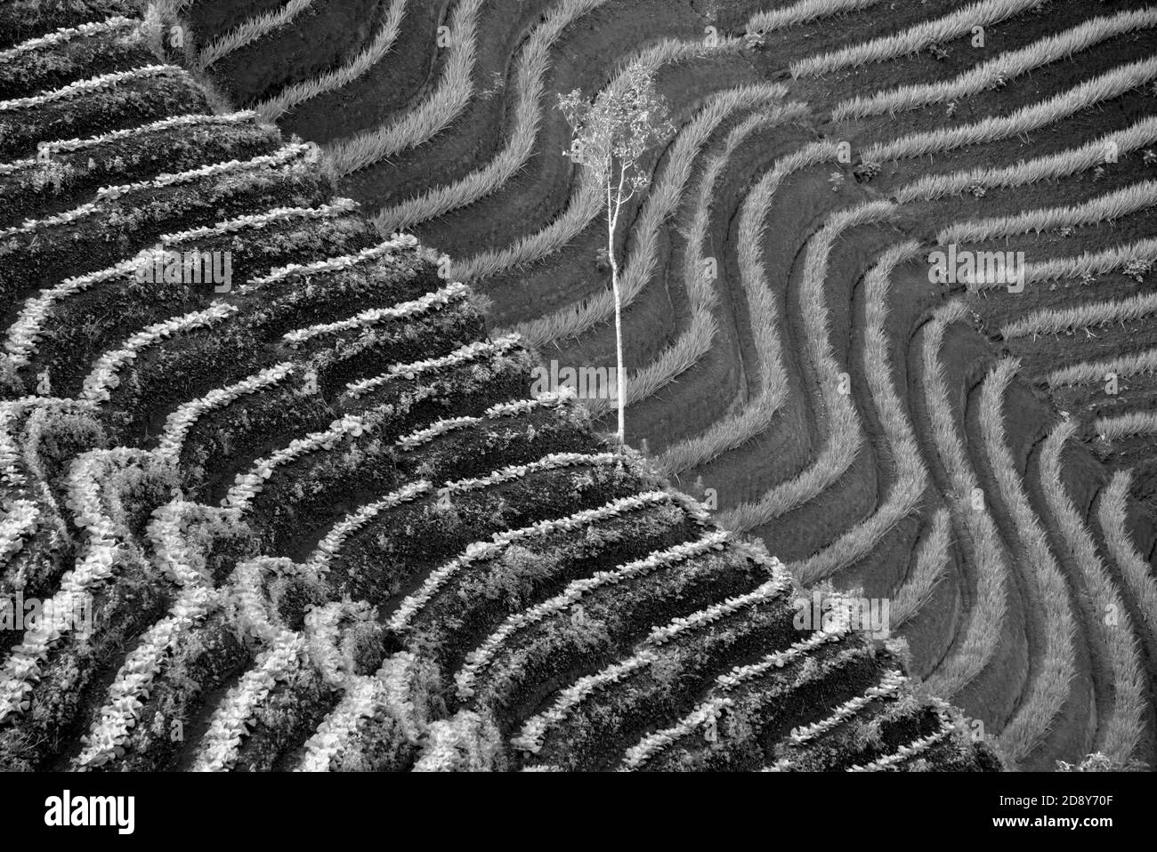 Java agriculture Black and White Stock Photos & Images - Alamy