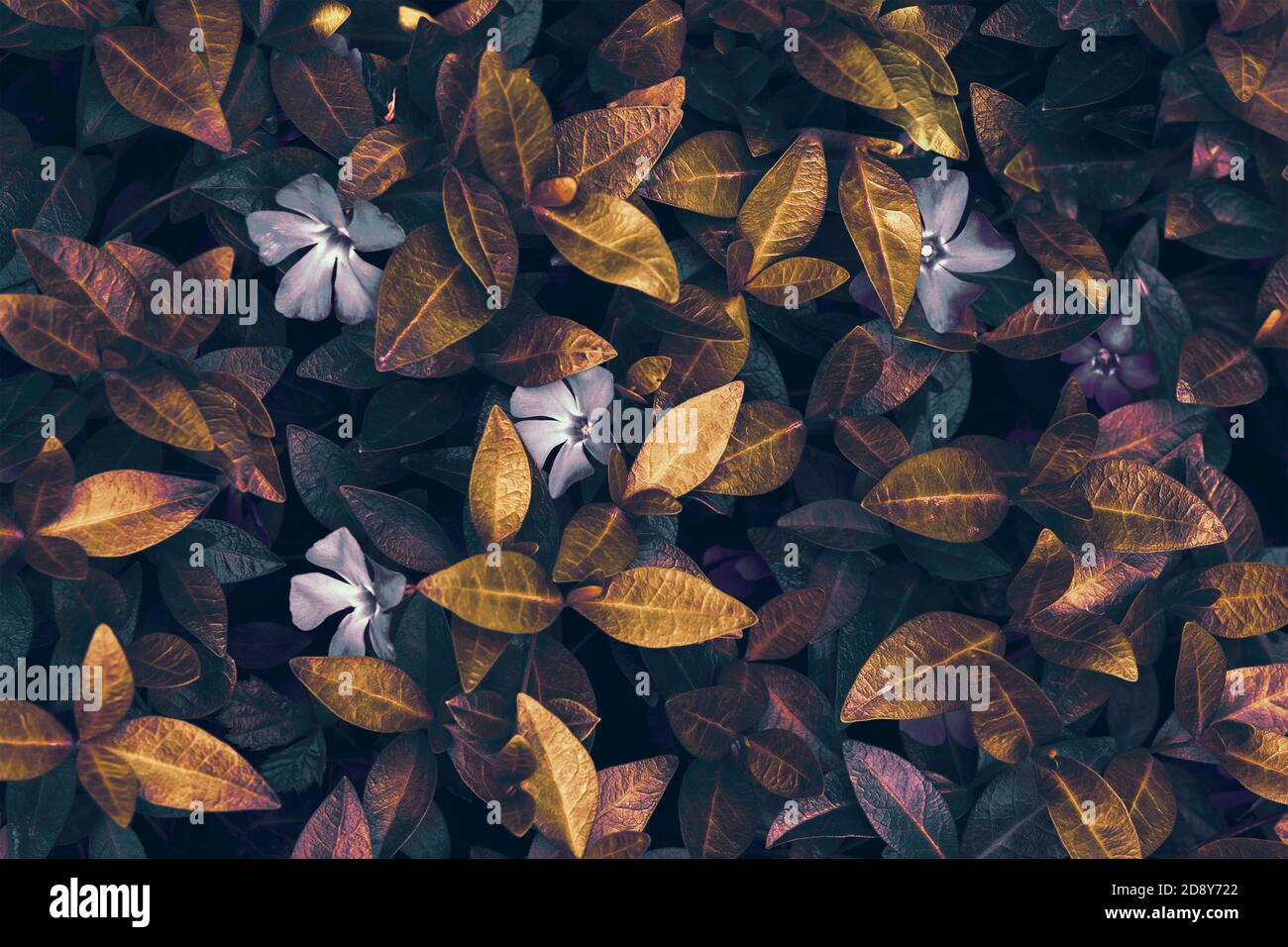 Beautiful spring wild meadow periwinkle leaves and flowers texture ...