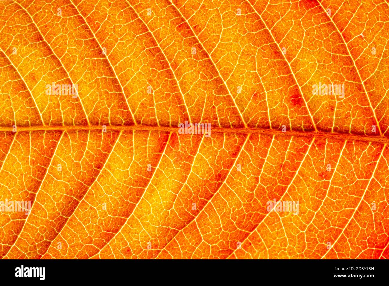 Texture of red autumn leaf with veins close-up. Abstract background for ...