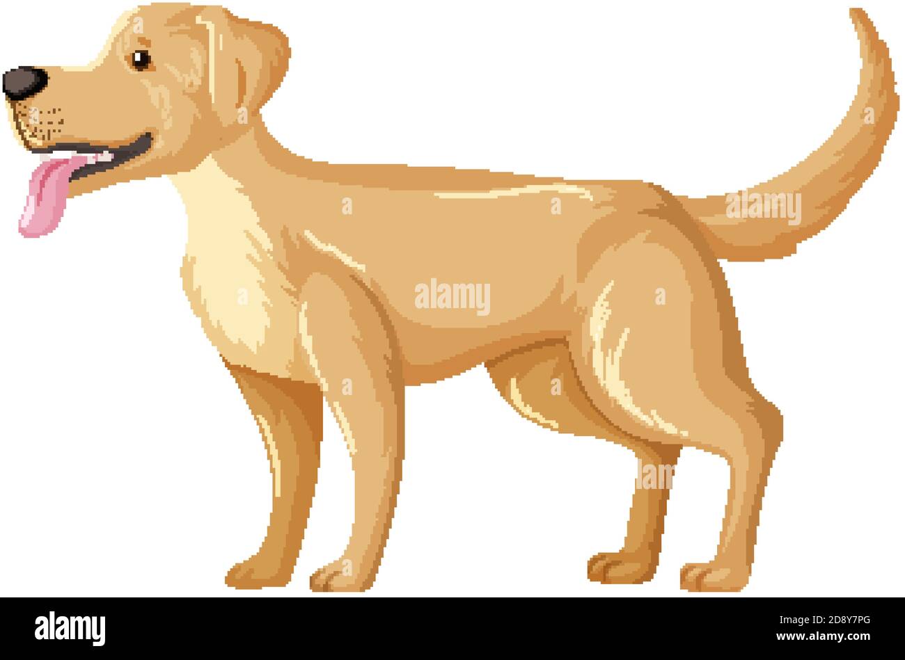 Yellow labrador retriever in standing pose isolated on white background ...