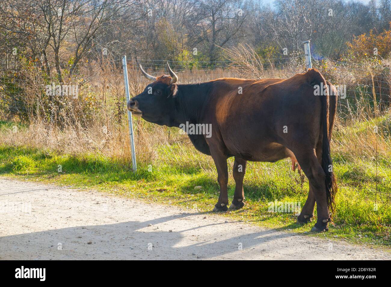Black cow mooing Stock Photo - Alamy