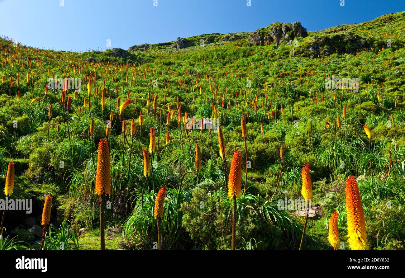 RED HOT POKER (Kniphofia uvaria), Parque Nacional Montañas Simien ...
