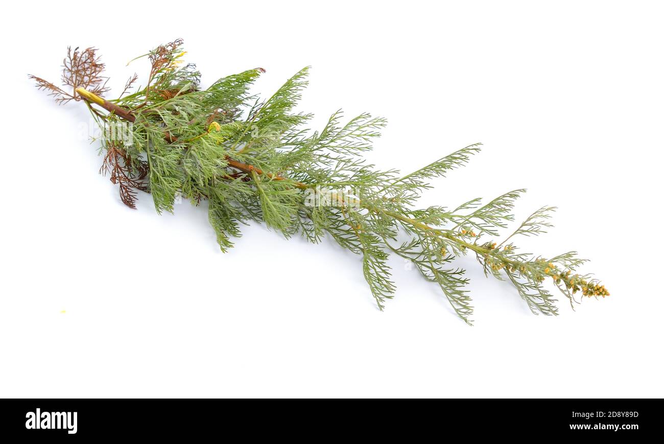 Artemisia arborescens, the tree wormwood isolated on white Stock Photo ...