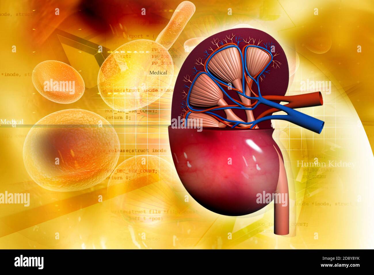 Human kidney in abstract background Stock Photo - Alamy