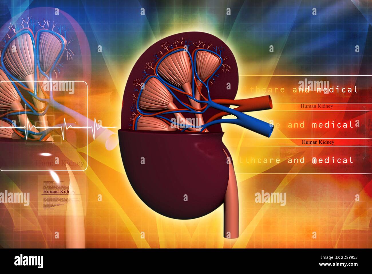 Human kidney in abstract background Stock Photo - Alamy