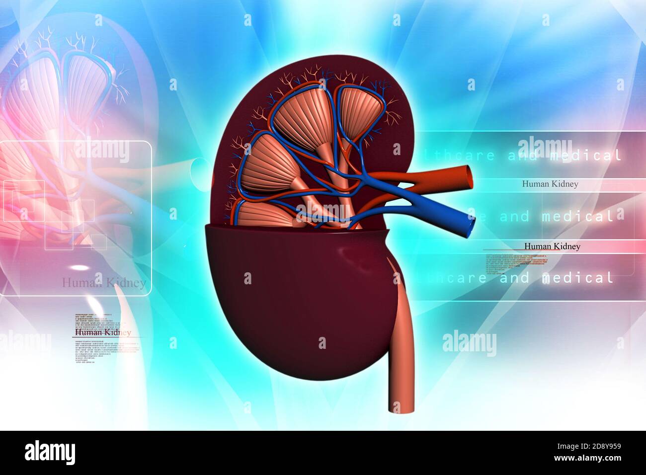 Human kidney in abstract background Stock Photo - Alamy