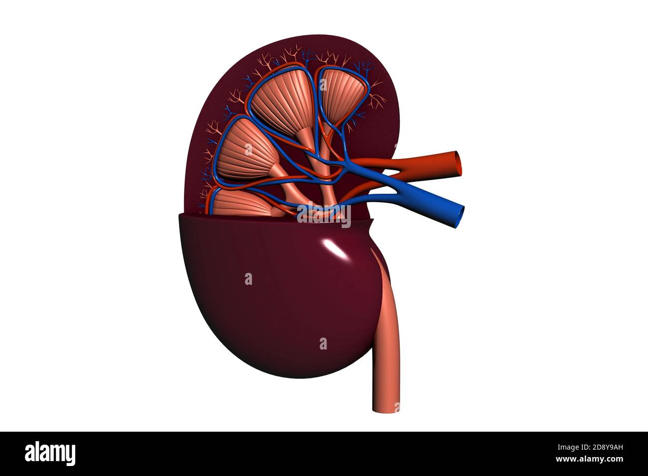 Human kidney Cut Out Stock Images & Pictures - Alamy