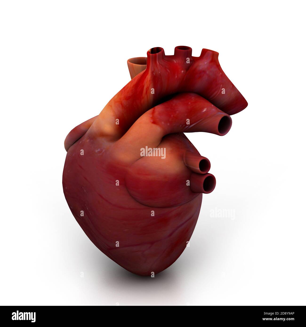 Right ventricle hi-res stock photography and images - Alamy