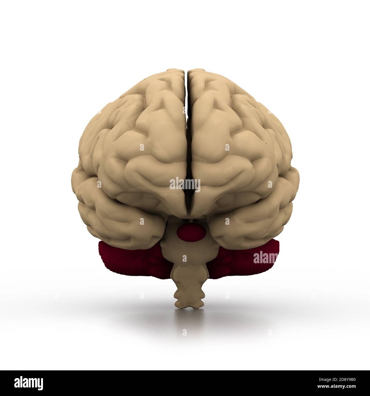 Real human brain anatomy Cut Out Stock Images & Pictures - Alamy