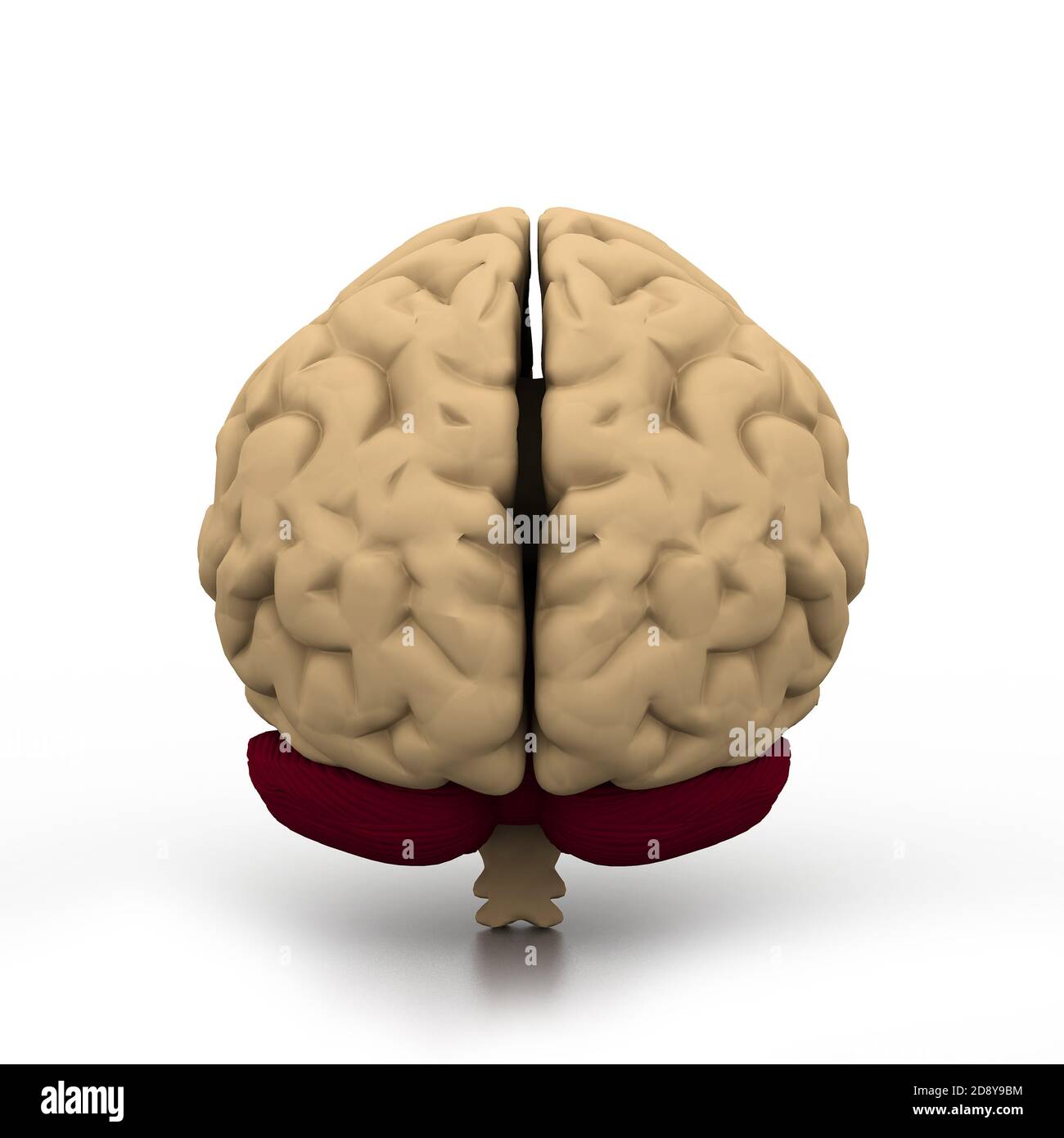 Real human brain anatomy Cut Out Stock Images & Pictures - Alamy