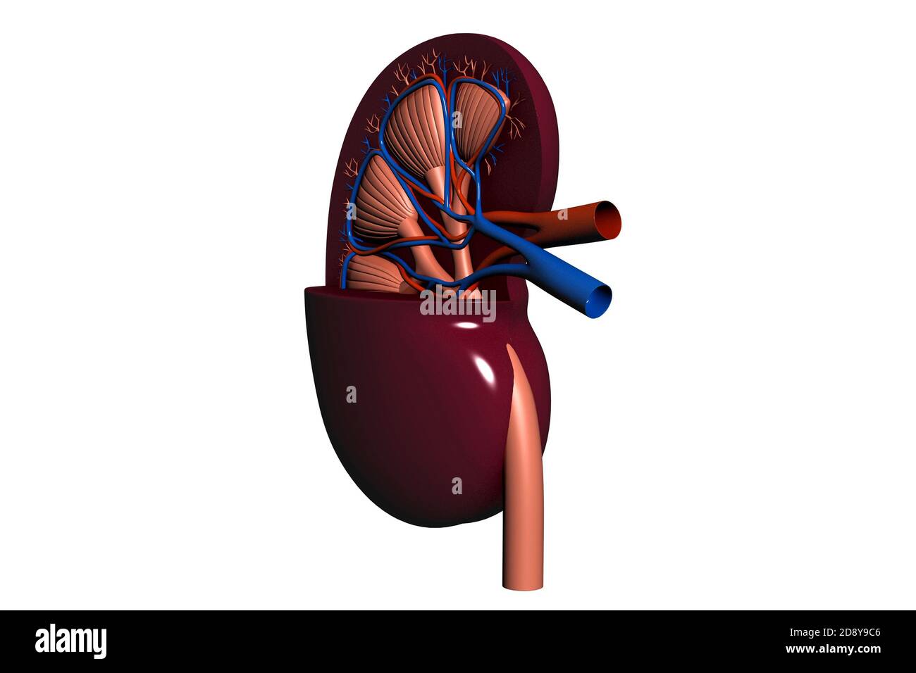 Human kidney Cut Out Stock Images & Pictures - Alamy
